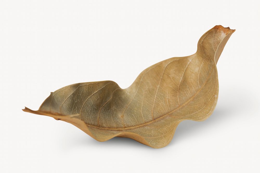 Dried leaf, foliage autumn design | Free Photo - rawpixel