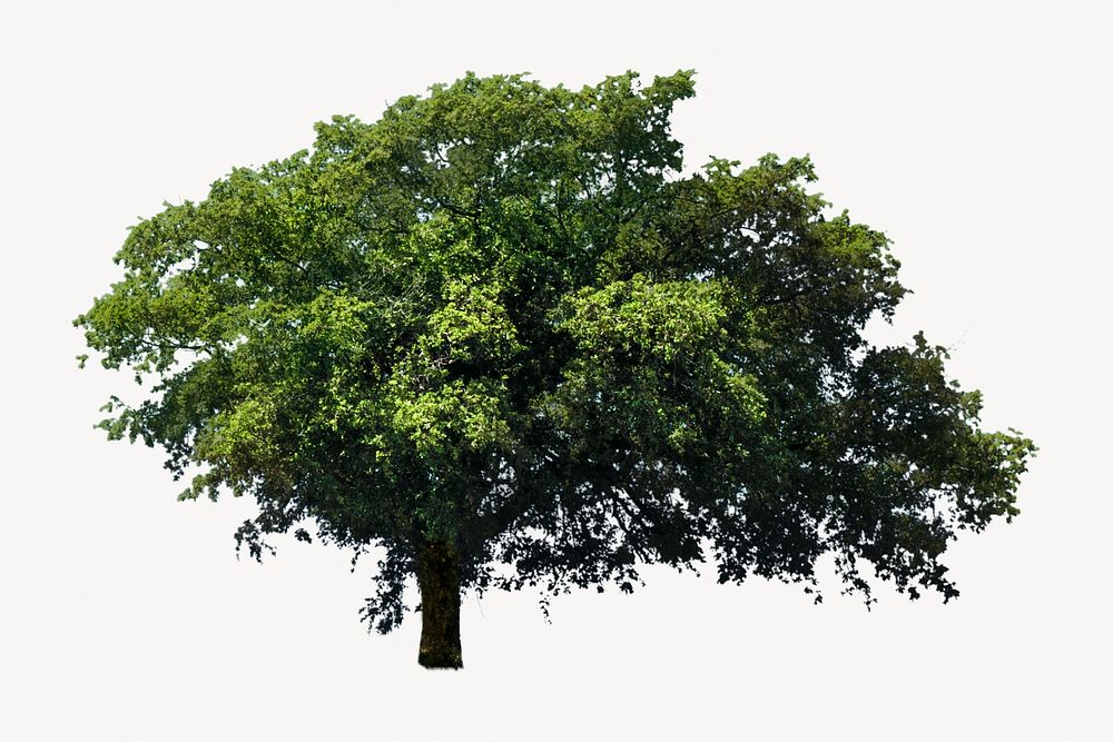 Green tree collage element psd | Premium PSD - rawpixel