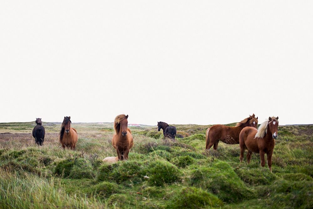 Horse ranch border background, off white | Free Photo - rawpixel