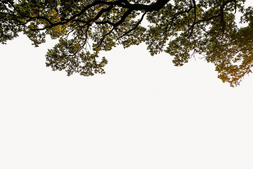 Tree border background, nature design | Free Photo - rawpixel