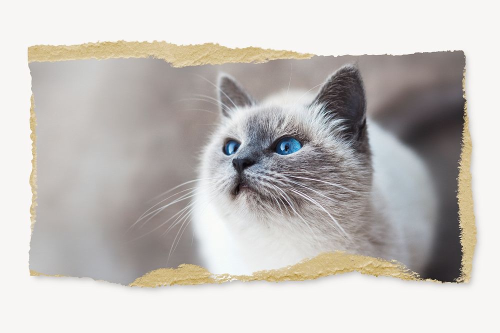 Ragdoll cat, ripped paper, pet | Free Photo - rawpixel