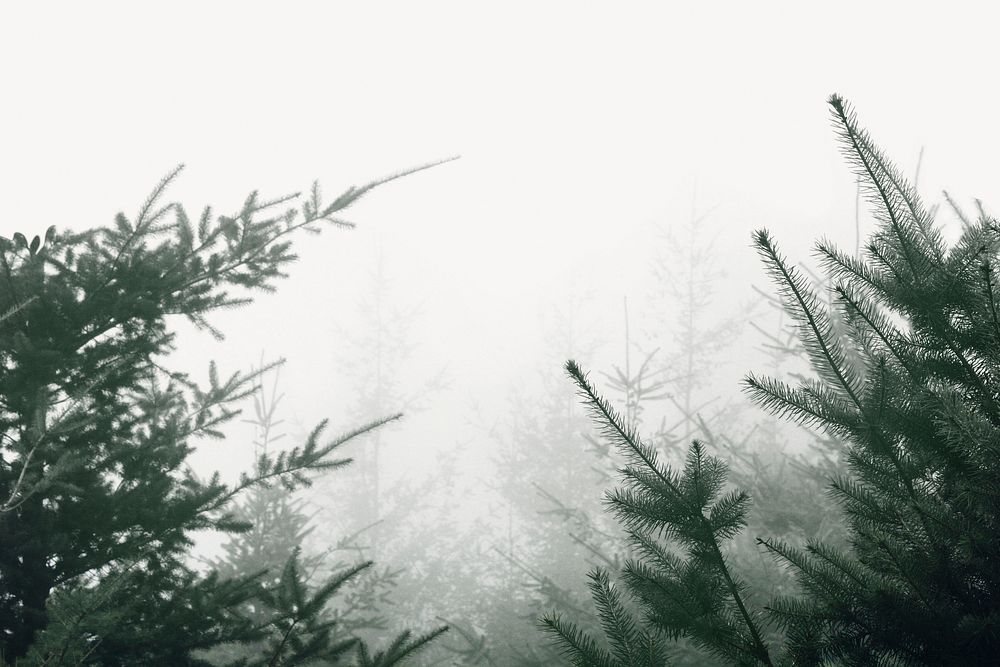 Misty conifer border collage element, | Free PSD - rawpixel