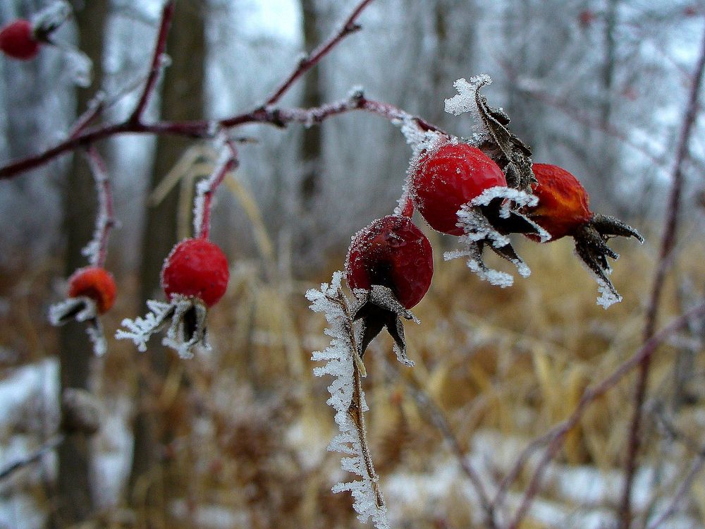 Frost Bite Kim Zimmerman/USFWSTamarac National | Free Photo - rawpixel
