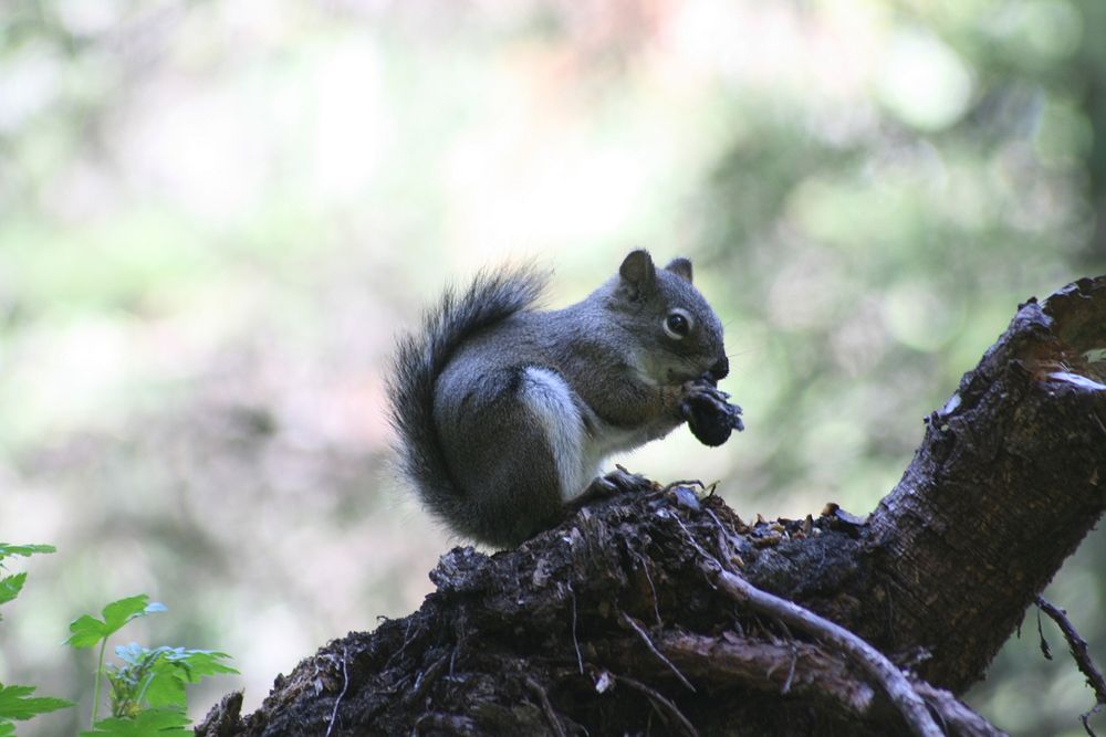 Squirrel eating an acorn | Free Photo - rawpixel