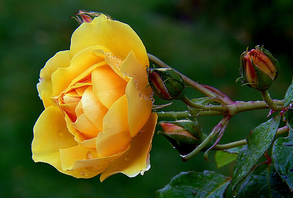 Yellow rose. Original public domain | Free Photo - rawpixel