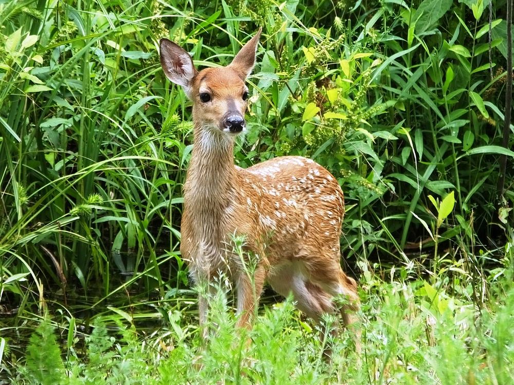 FawnThis adorable fawn was recently | Free Photo - rawpixel