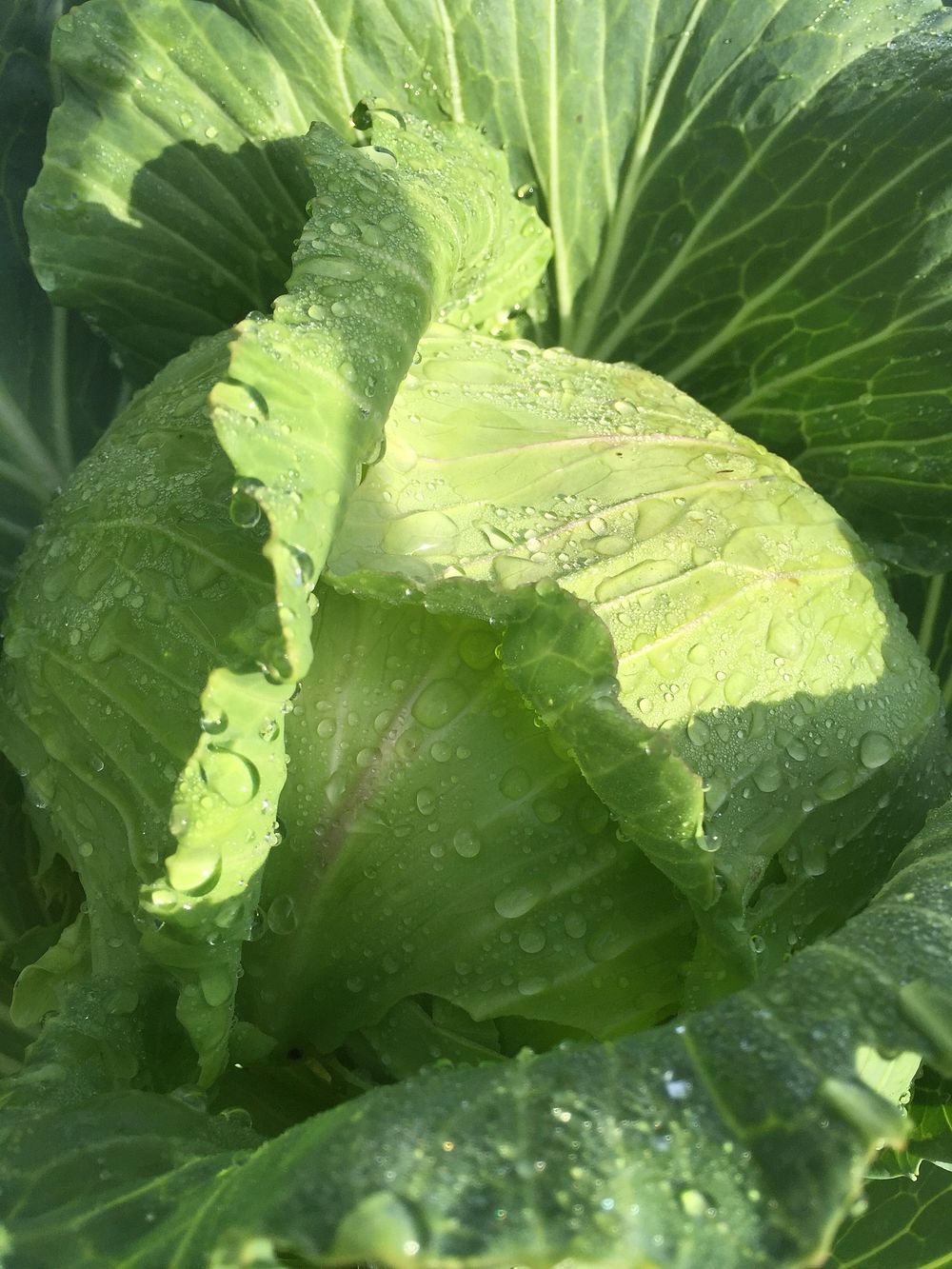 Cabbage growing raised bed garden | Free Photo - rawpixel