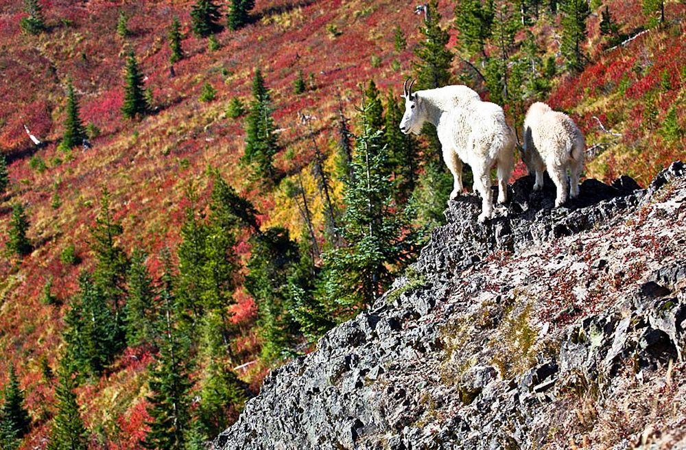 Mountain goats and fall color, | Free Photo - rawpixel