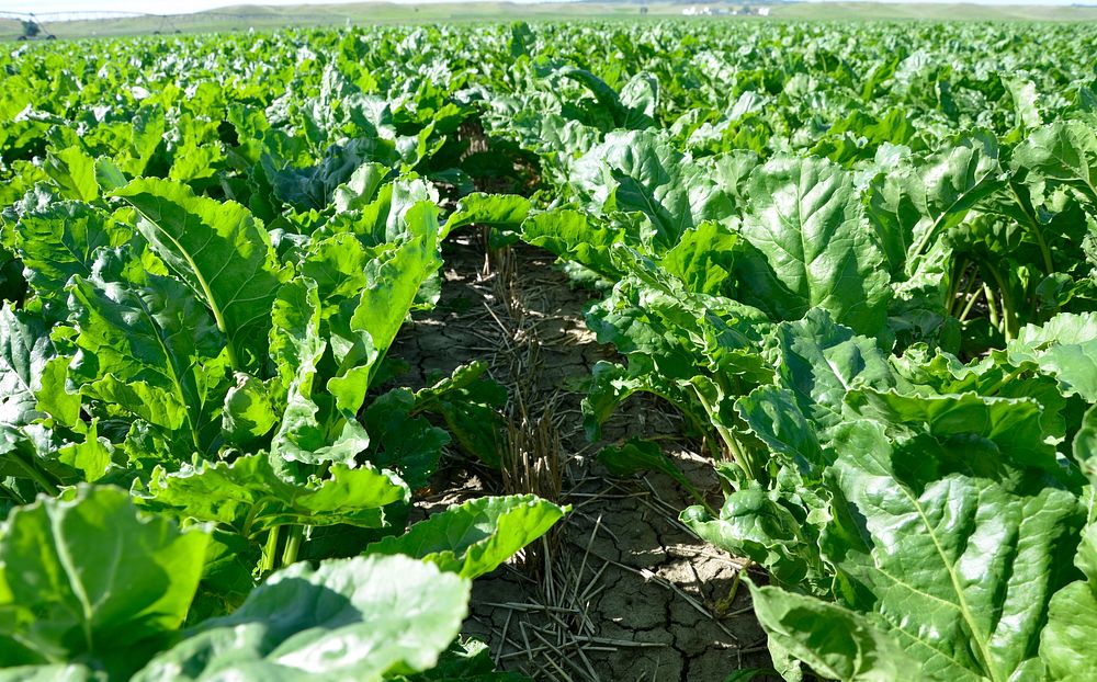 No-till sugar beets barley stubble | Free Photo - rawpixel
