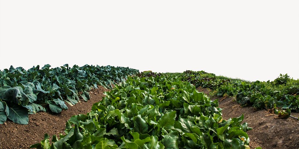 Farm field border, ollage element | Premium PSD - rawpixel