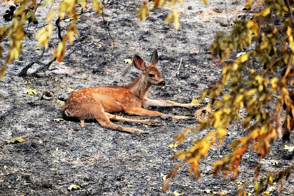 Wildlife Wildfire Images | Free Photos, PNG Stickers, Wallpapers ...