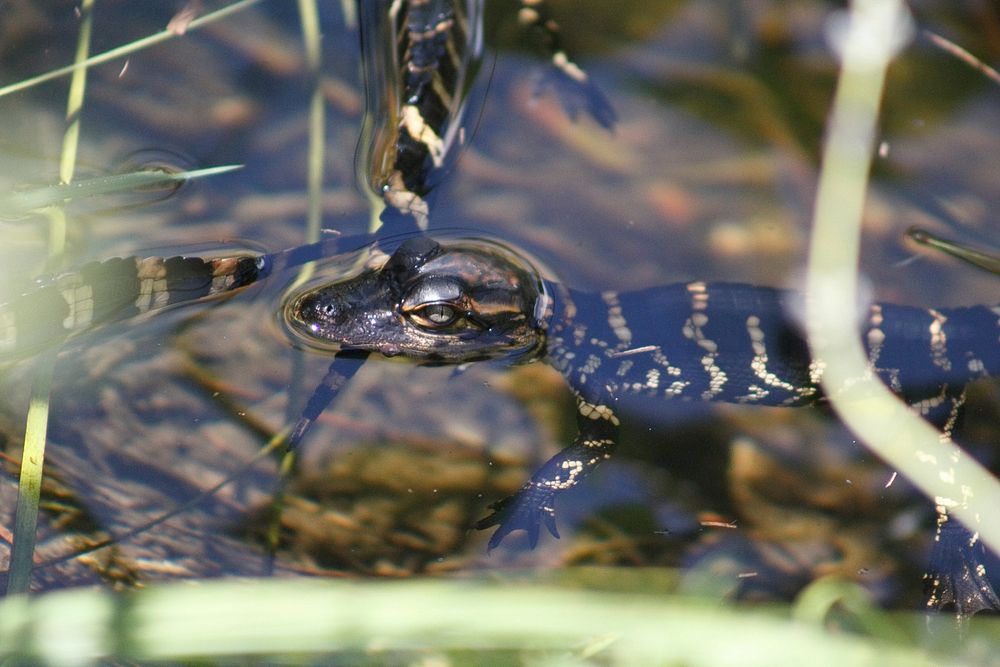 Alligator Hatchlings | Free Photo - rawpixel