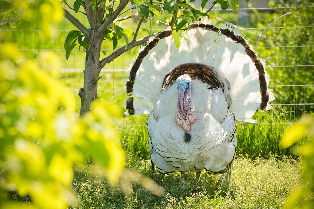 Laura Garber raises organic turkeys | Free Photo - rawpixel