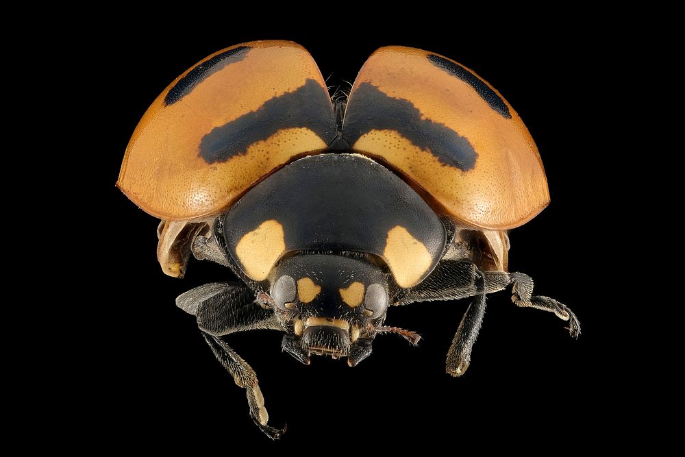 Seven-spotted ladybug - Coccinella septempunctataPhoto | Free Photo ...