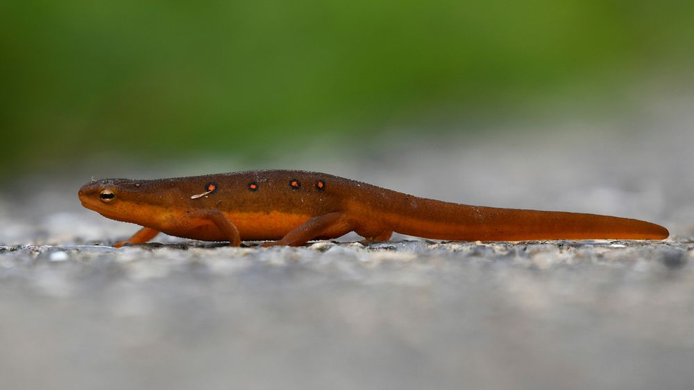 Newt Images | Free Photos, PNG Stickers, Wallpapers & Backgrounds ...