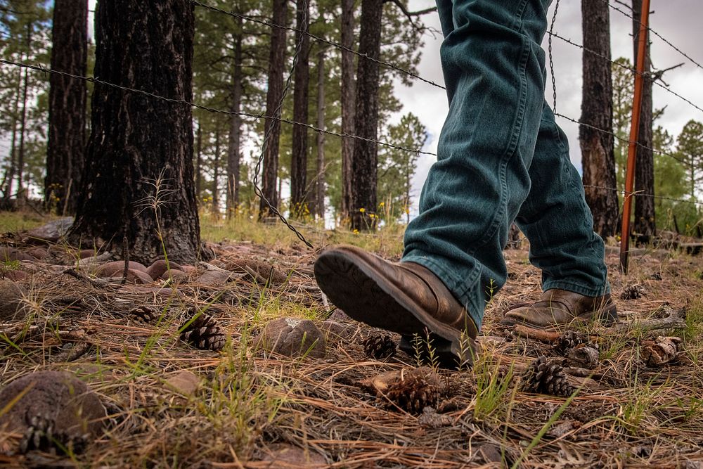 U.S. Department Agriculture (USDA) Forest | Free Photo - rawpixel