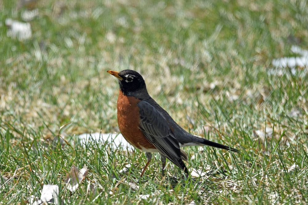 American robinAn American robin foraging | Free Photo - rawpixel