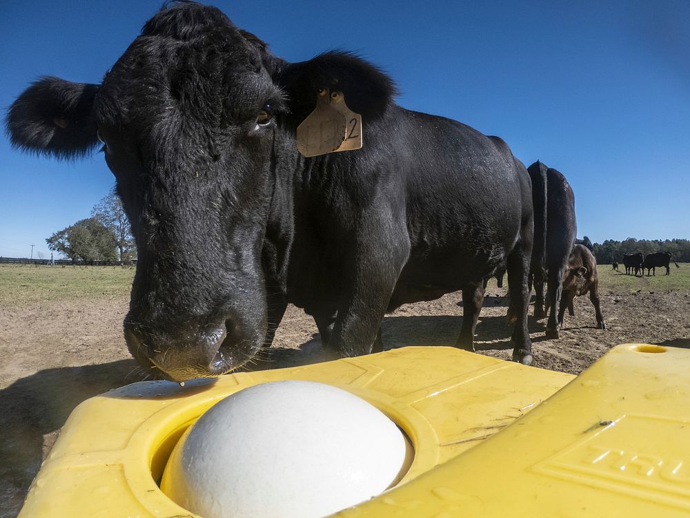 Cattle stand solid stable cement | Free Photo - rawpixel