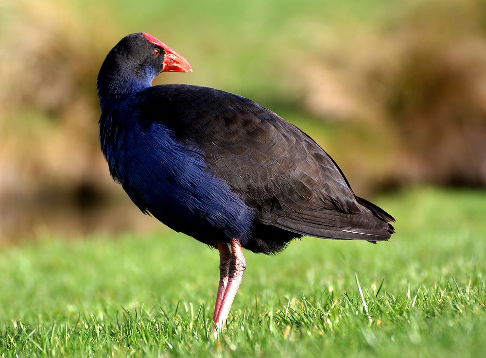 Pukeko Bird Images | Free Photos, PNG Stickers, Wallpapers ...