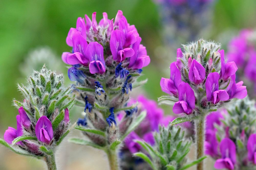 Fassett's locoweed Fassett's locoweed is | Premium Photo - rawpixel