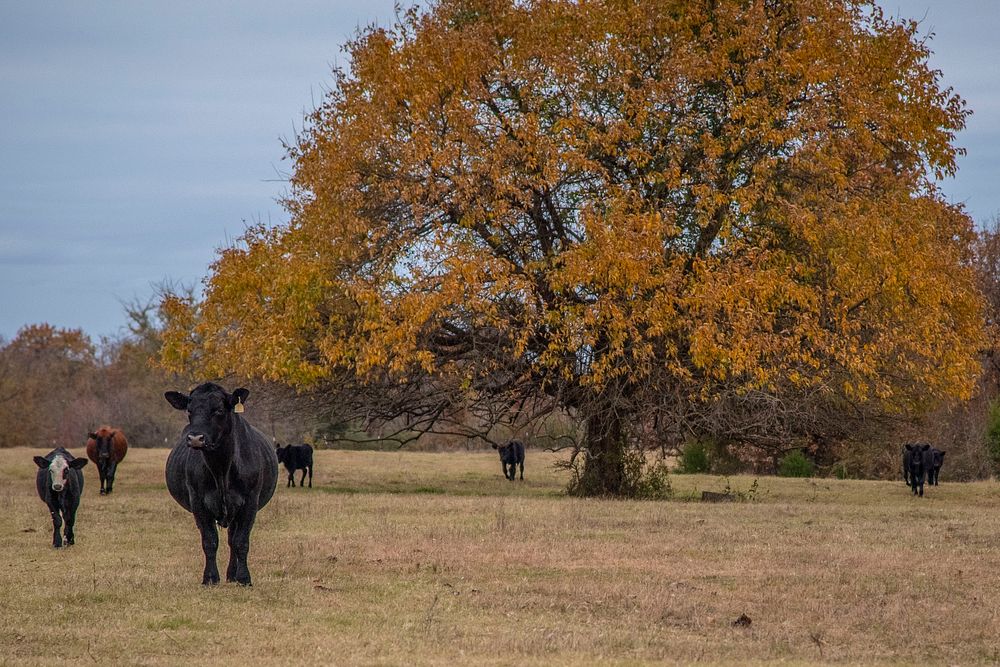 William Harrison is multi-generational Native | Free Photo - rawpixel