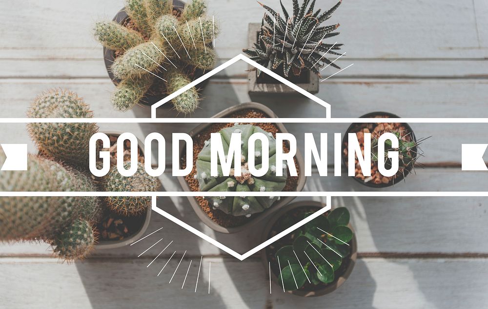 Cacti greeting morning sunlight indoors. | Free Photo - rawpixel