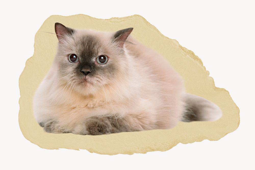 Ragdoll cat, ripped paper collage | Premium Photo - rawpixel