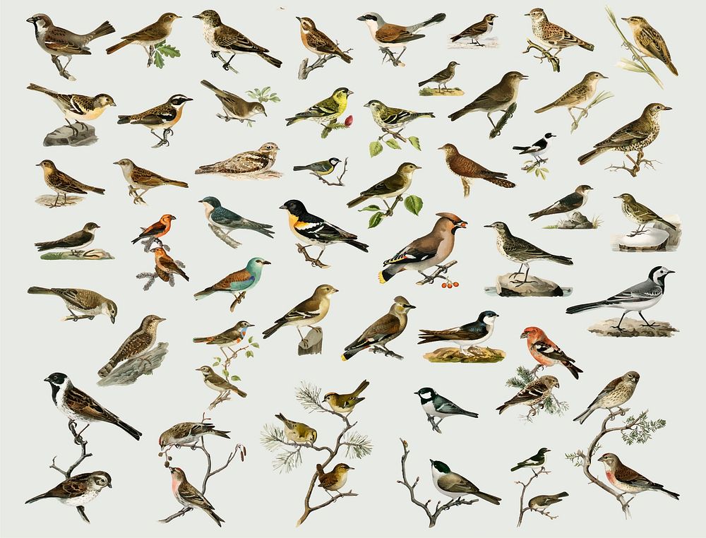 Vector mixed birds vector hand | Premium Vector - rawpixel