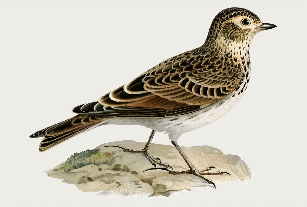 Eurasian skylark bird vector hand | Premium Vector Illustration - rawpixel