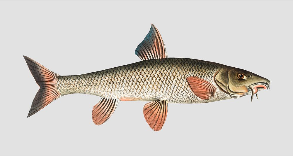 Vintage Barbel fish vector | Premium Vector Illustration - rawpixel