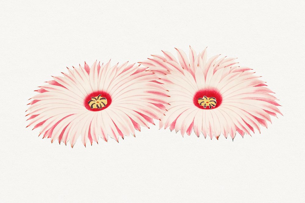 Vintage elephant's tooth cactus flower | Premium PSD - rawpixel