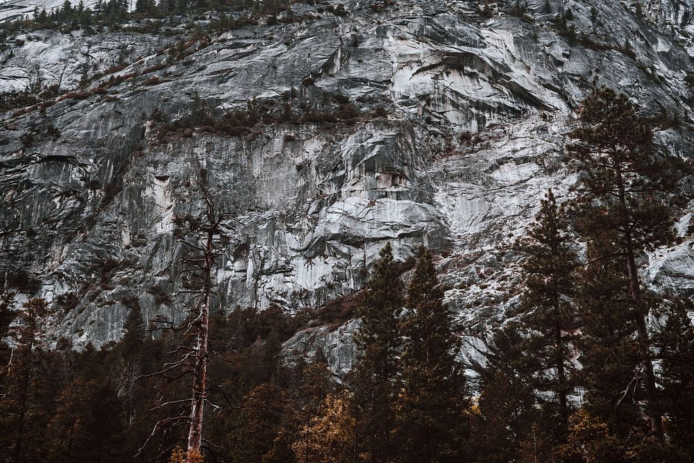 Trees by a rocky mountain | Free Photo - rawpixel