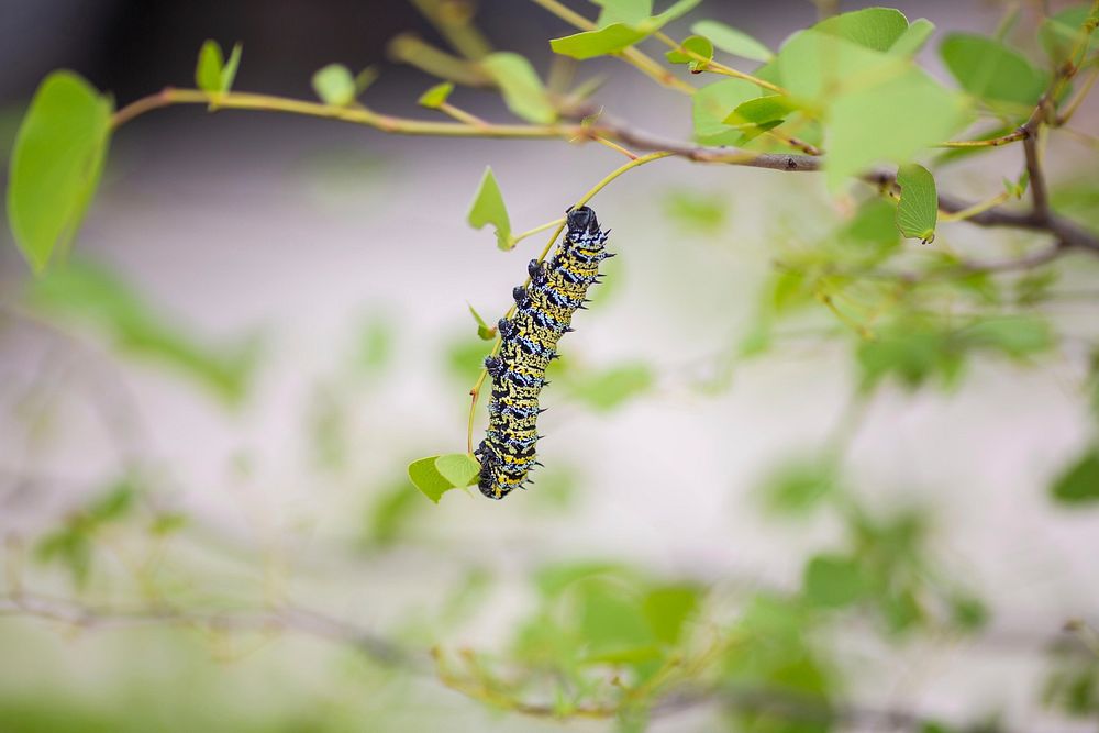 mopane worm. Original public domain | Free Photo - rawpixel