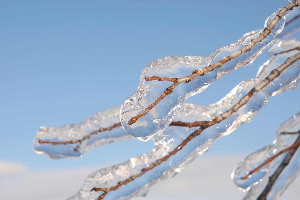 tree branch completely en-globed freezing | Free Photo - rawpixel