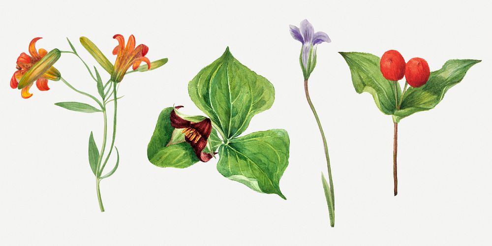 Blooming colorful flowers psd drawing | Premium PSD - rawpixel