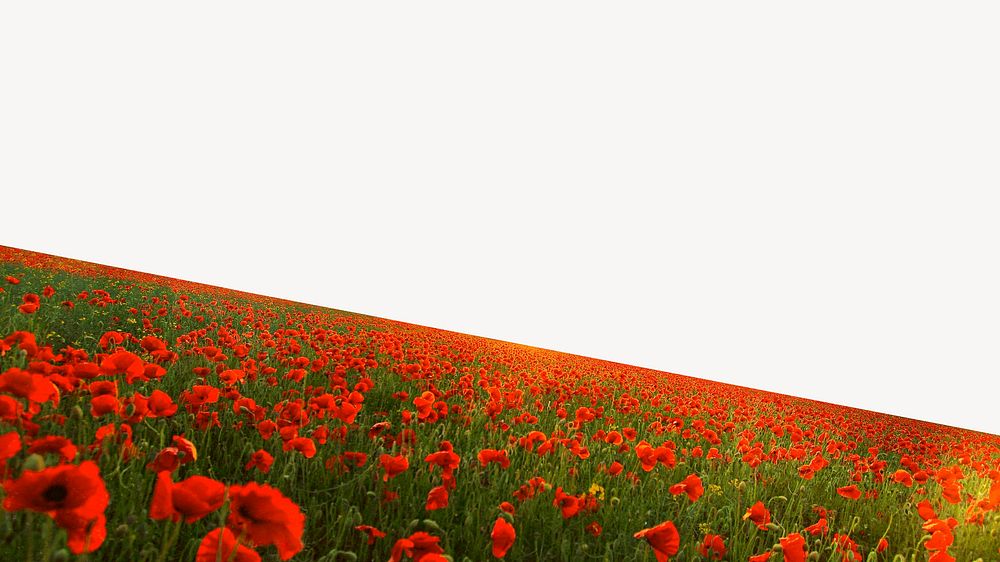 Red poppies border background, aesthetic | Premium PSD - rawpixel