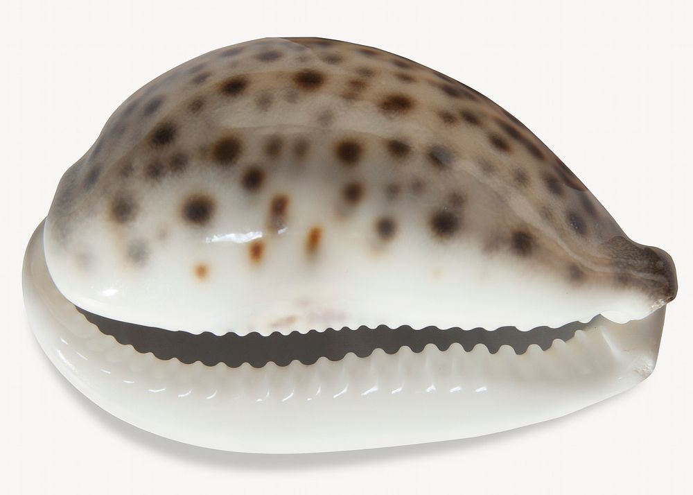 Seashell isolated, sea animal design | Free Photo - rawpixel