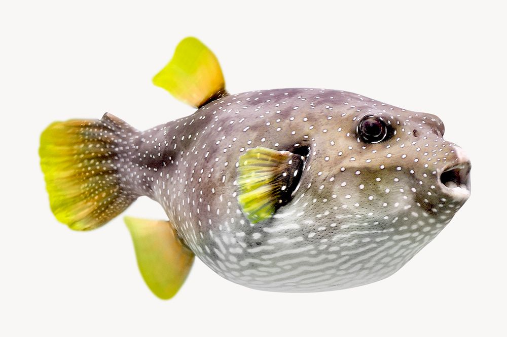 Yellow spotted puffer fish photo | Free Photo - rawpixel