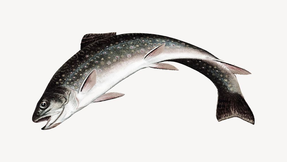 Trout fish realistic illustration collage | Premium Vector Illustration ...