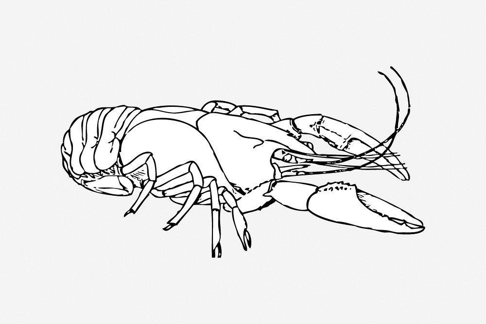 Lobster line art illustration. Free | Free Photo - rawpixel