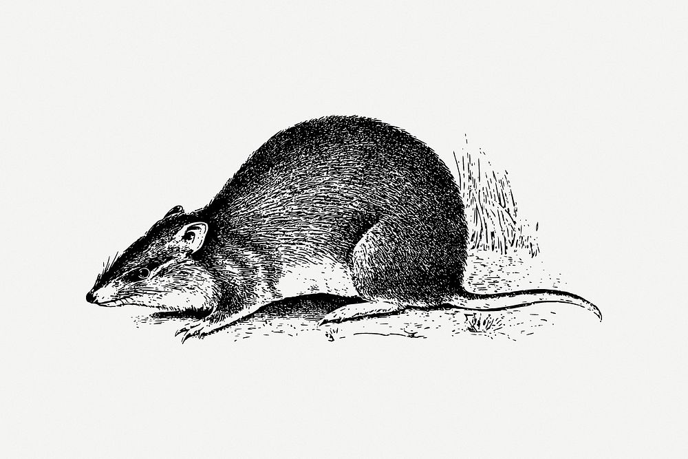 Rat collage element psd. Free | Free PSD - rawpixel