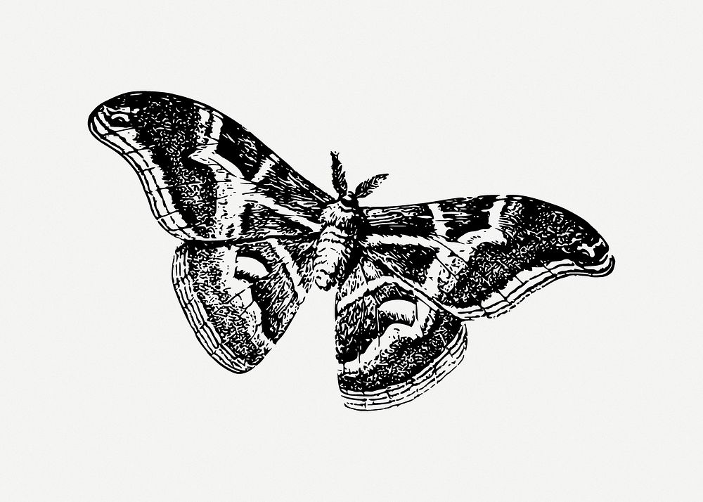 Moth collage element psd | Free PSD - rawpixel