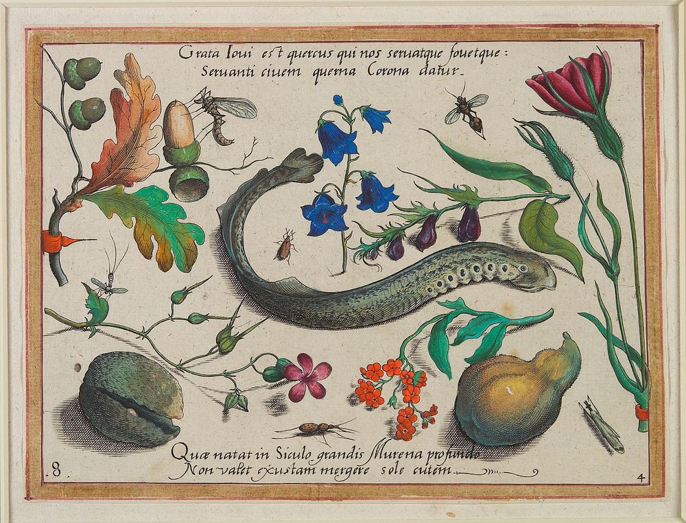 Grata Ioui est querous qui | Free Photo - rawpixel