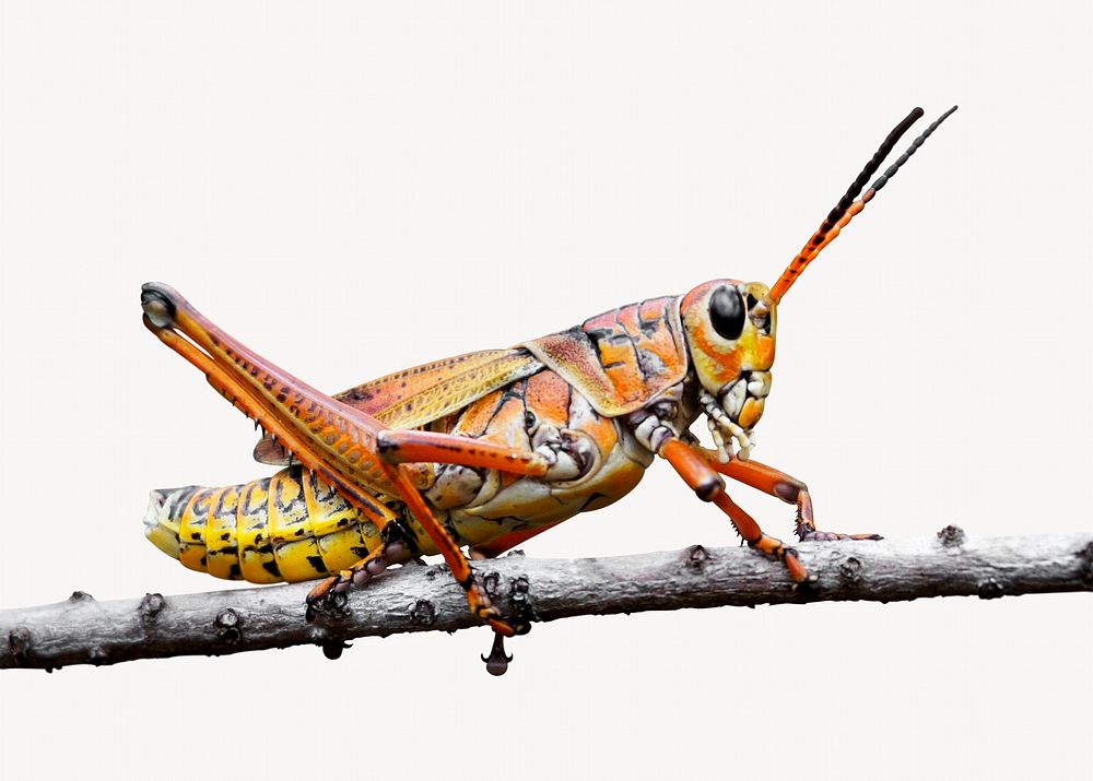 Lubber grasshopper isolated animal image | Free Photo - rawpixel