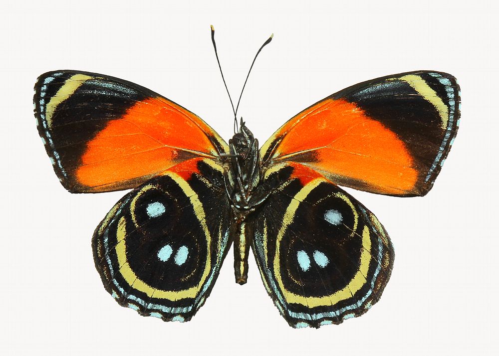 Callicore butterfly isolated animal image | Free Photo - rawpixel