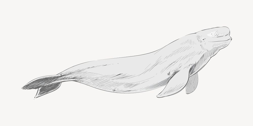 Beluga whale sketch animal illustration | Premium PSD - rawpixel