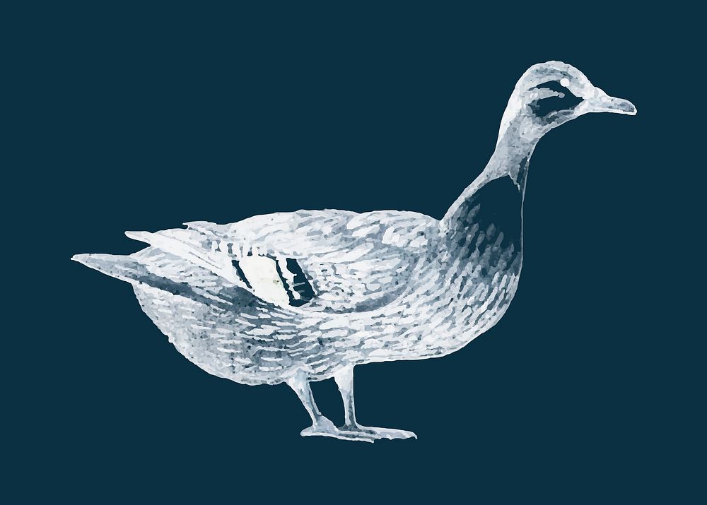 Duck realistic illustration, negative color | Premium Vector ...