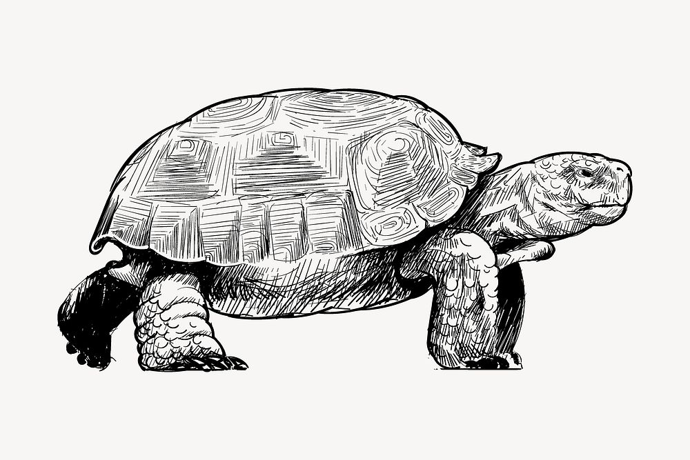 Turtle sketch animal illustration psd | Premium PSD - rawpixel