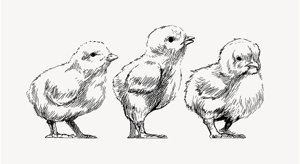 Baby chicks sketch animal | Premium PSD - rawpixel