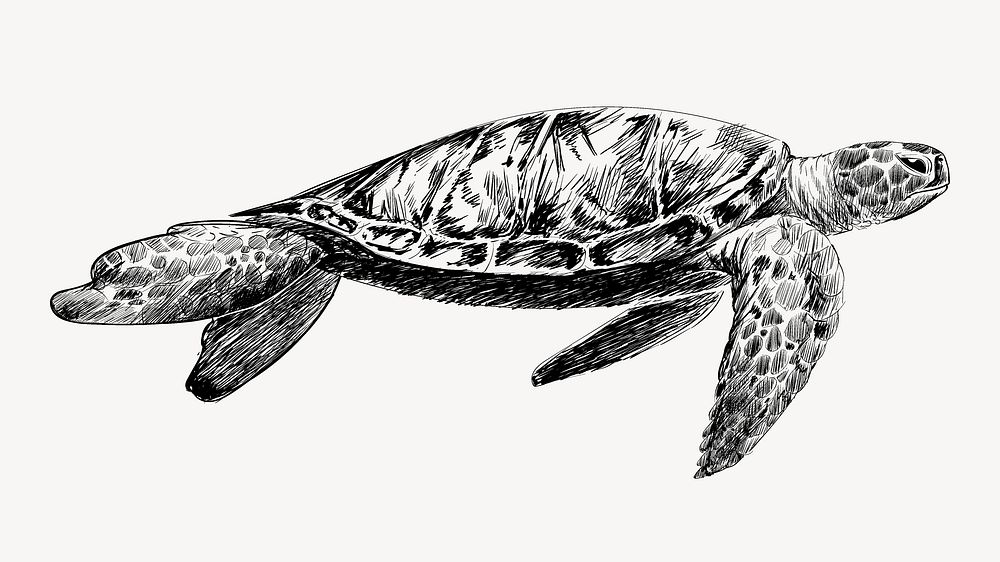 Sea turtle sketch animal illustration | Premium PSD - rawpixel